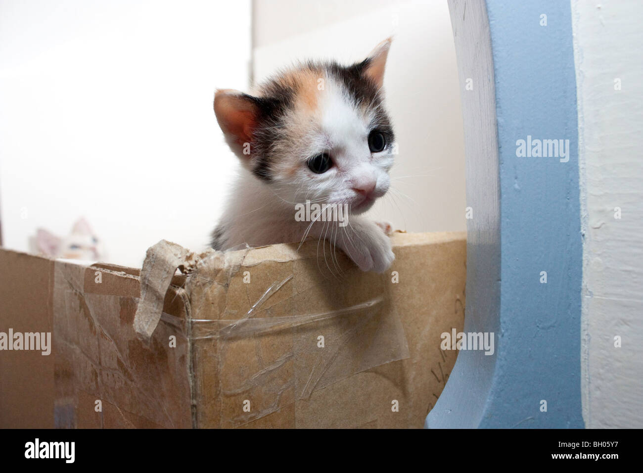 Playful kitten hi-res stock photography and images - Alamy