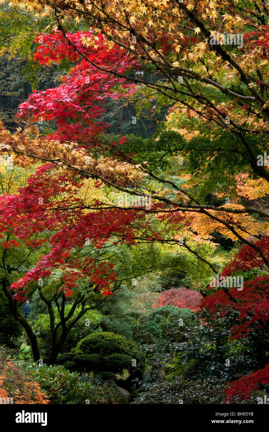 Trees with red and yellow leaves in the fall Stock Photo - Alamy