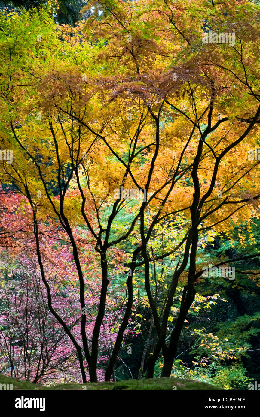 Trees with red and yellow leaves in the fall Stock Photo - Alamy