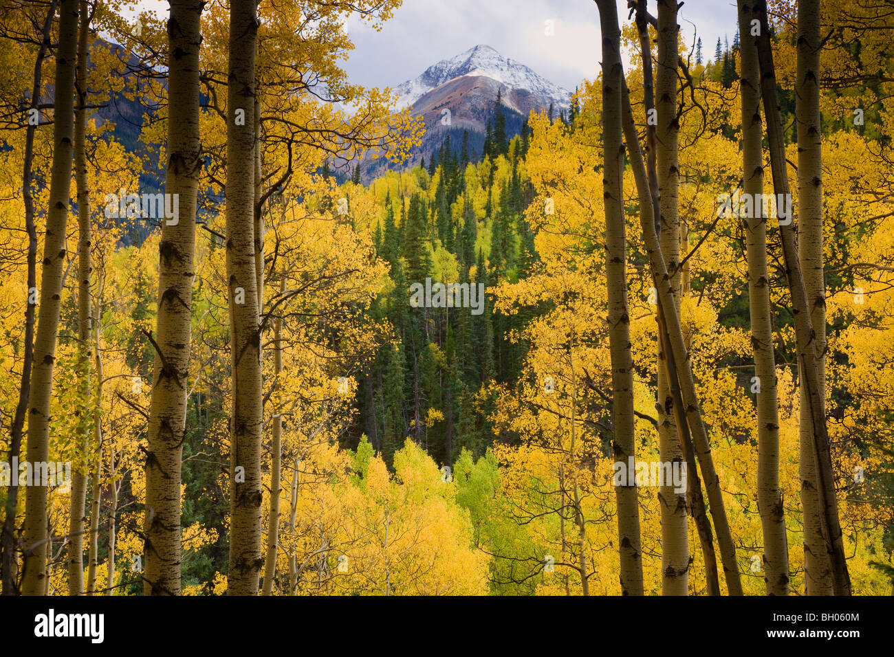 Fall colors along Henson Creek Road to Engineer Pass, San Juan ...
