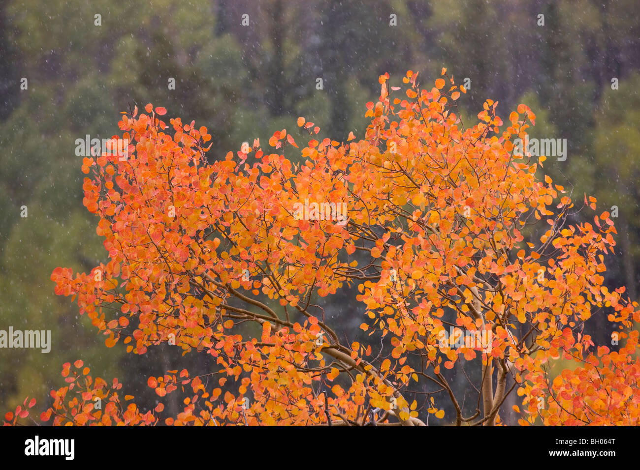 Monarch pass hi-res stock photography and images - Alamy