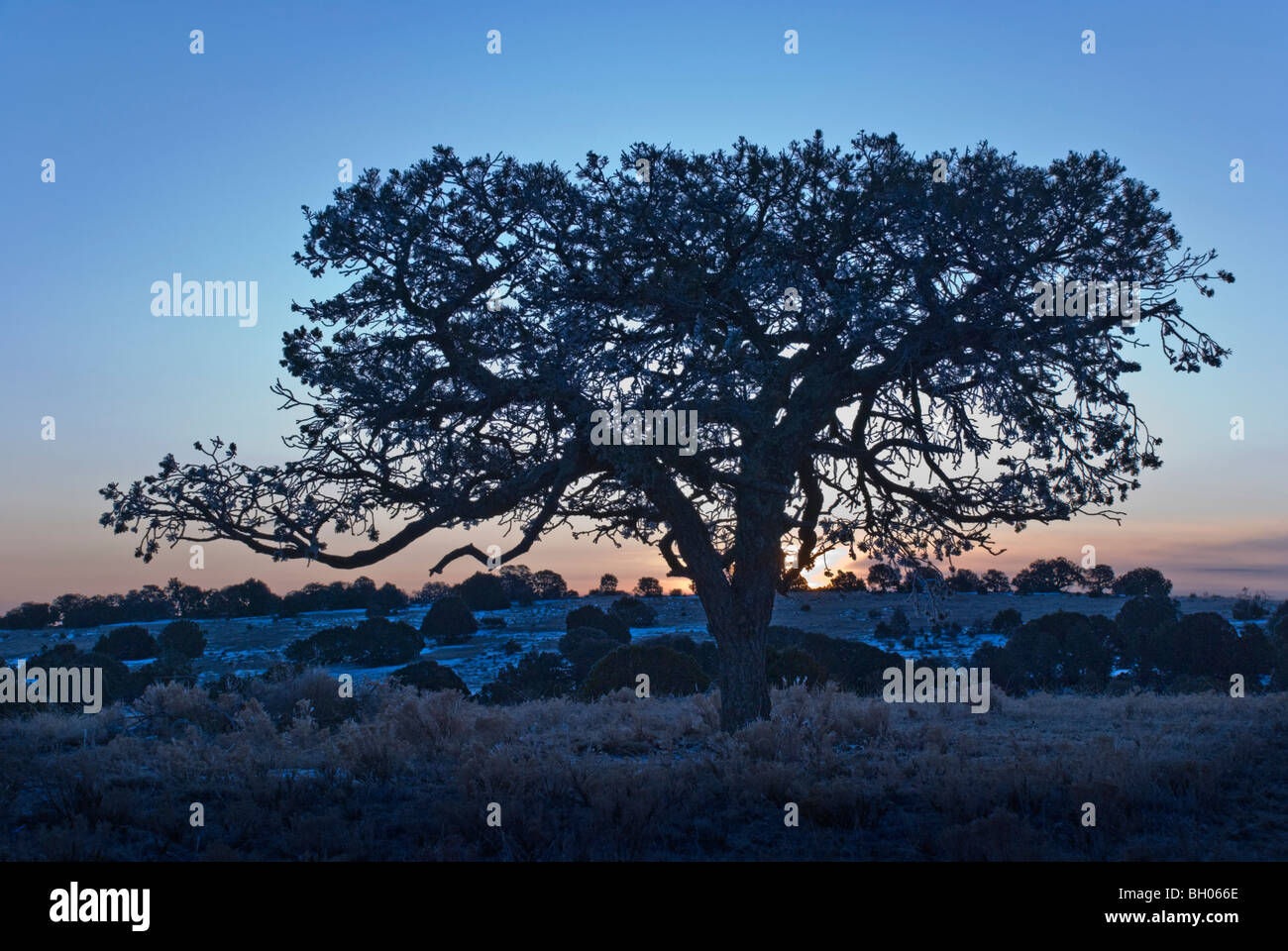 A solitary tree in the high desert of New Mexico adds beauty to the ...