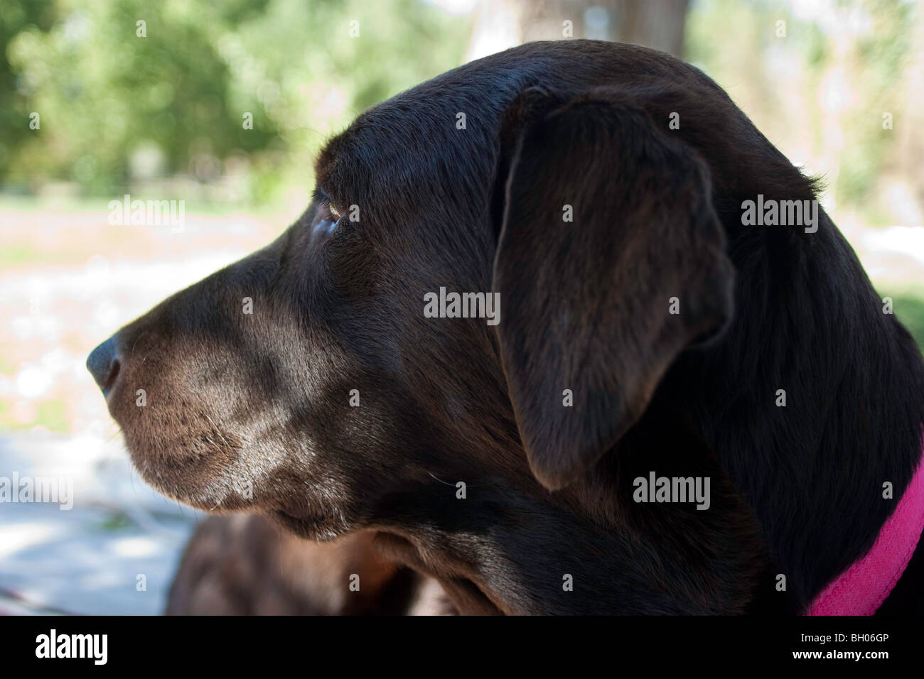 Portrait of a Chocolate Lab Stock Photo - Alamy