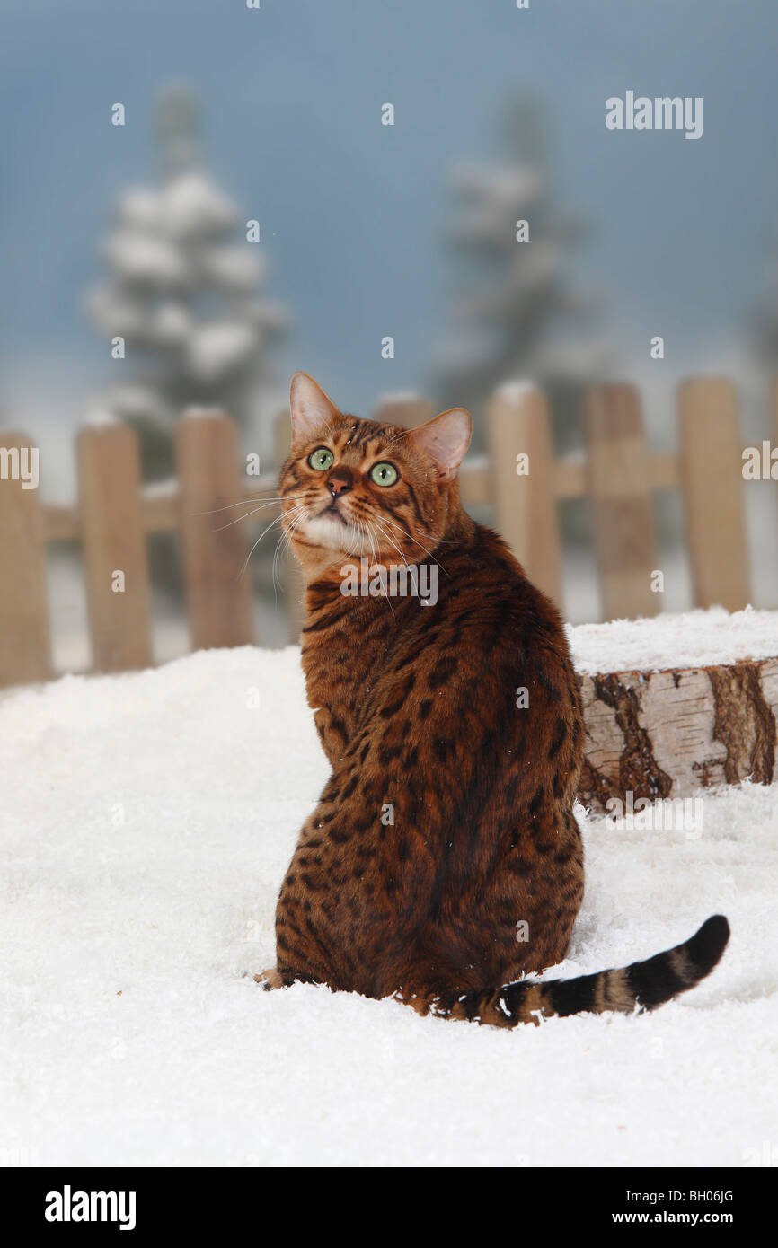 Bengal Cat, tomcat Stock Photo - Alamy