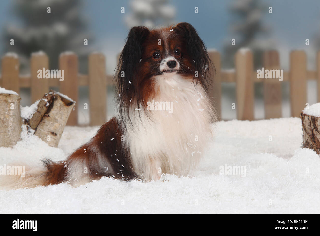 Papillon / Continental Toy Spaniel, Butterfly Dog Stock Photo - Alamy