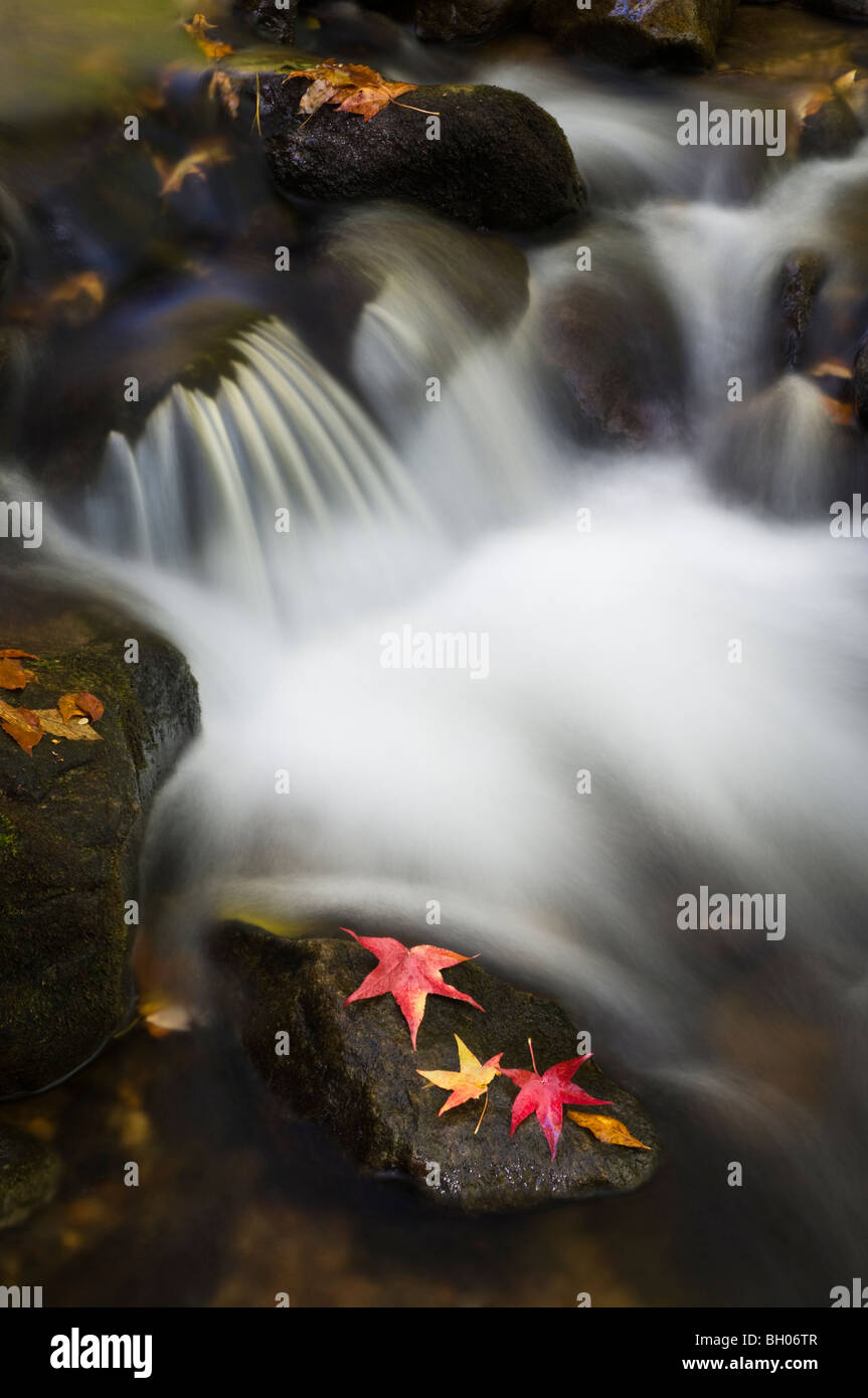 Red maple leaves decorate a small cascade on the Middle Saluda River ...