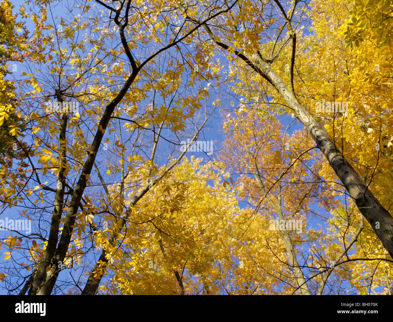 Bitternut hickory (Carya cordiformis Stock Photo - Alamy
