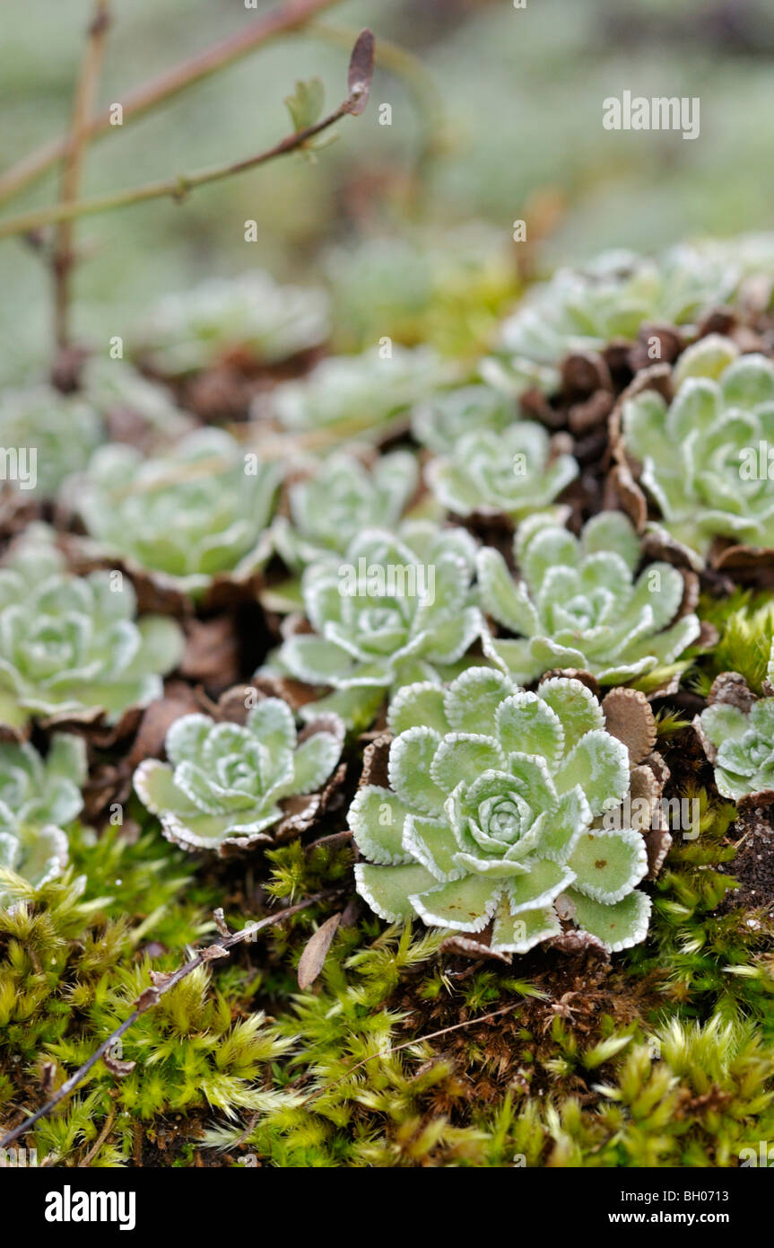 Saxifrage saxifraga paniculata hi-res stock photography and images - Alamy