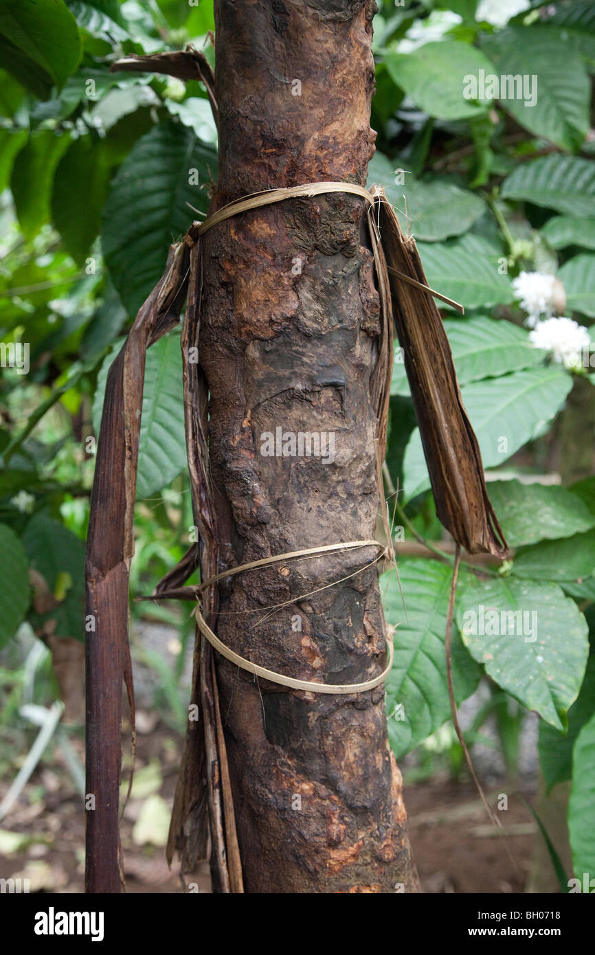 Cinnamon Bark Tree