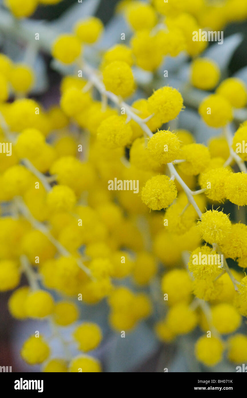 Knife leaf wattle (Acacia cultriformis Stock Photo - Alamy