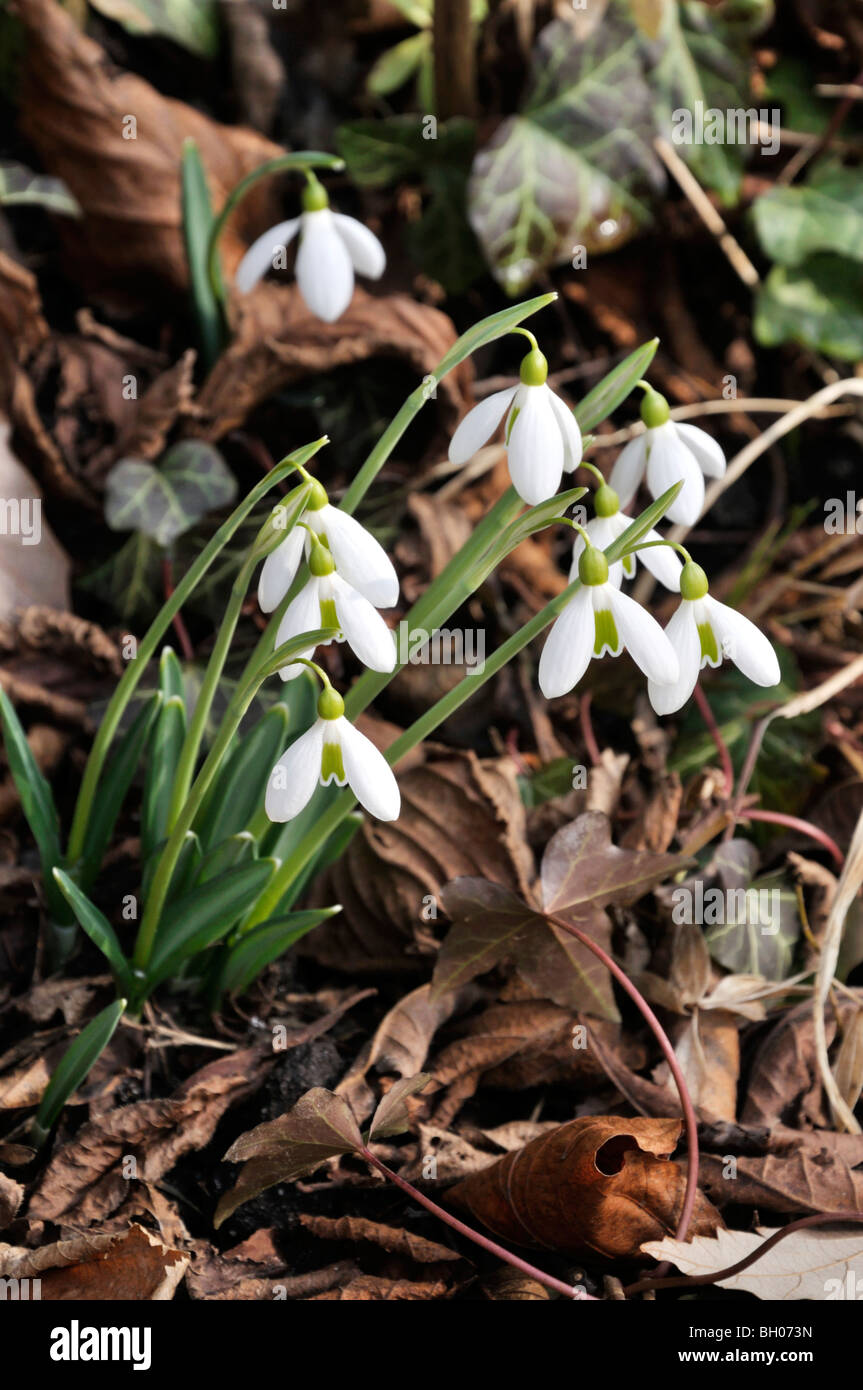 Giant snowdrop (Galanthus elwesii Stock Photo - Alamy
