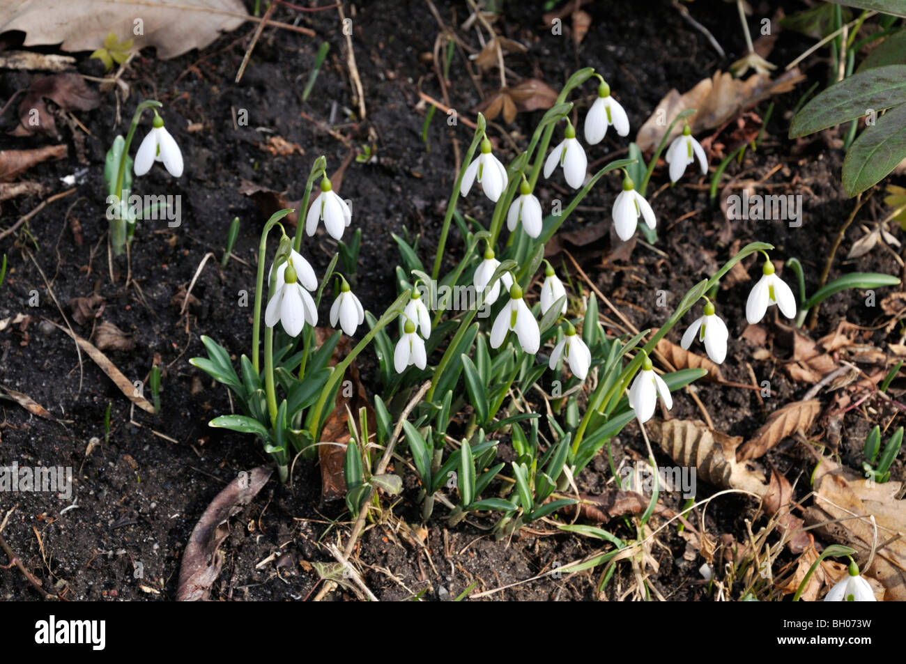 Giant snowdrop (Galanthus elwesii Stock Photo - Alamy