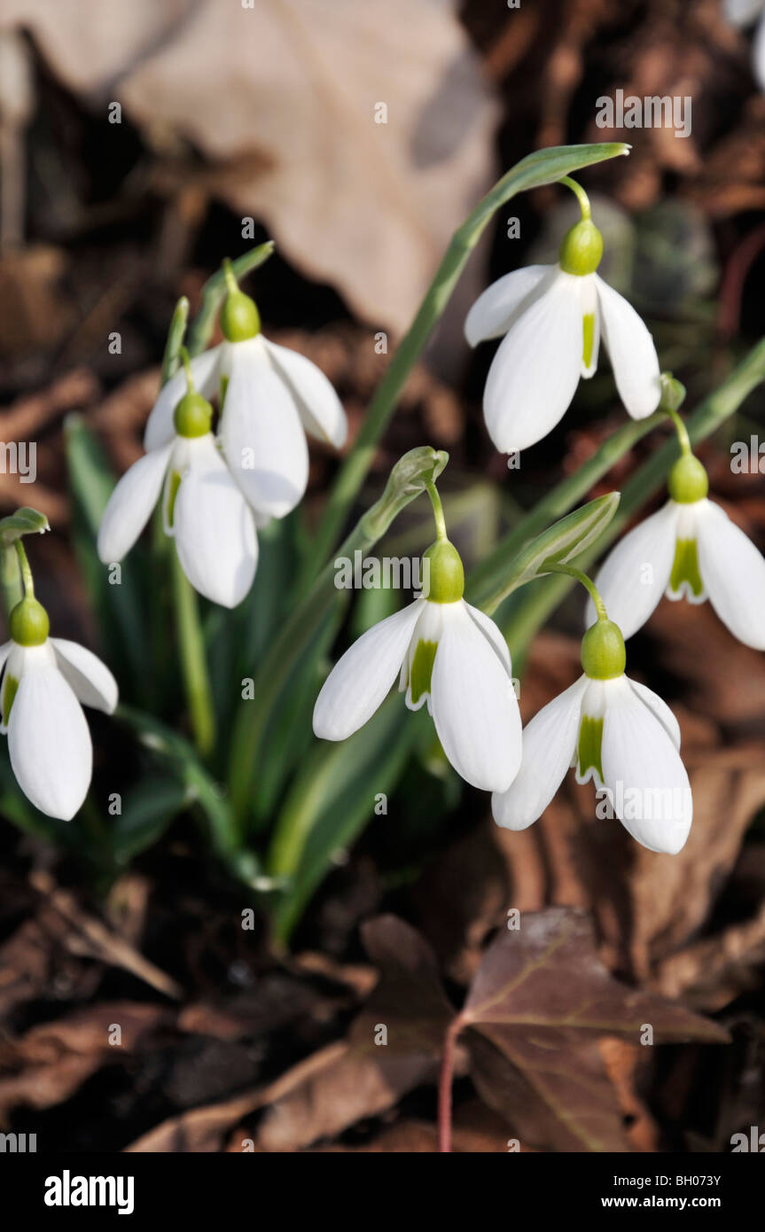 Giant snowdrop (Galanthus elwesii Stock Photo - Alamy