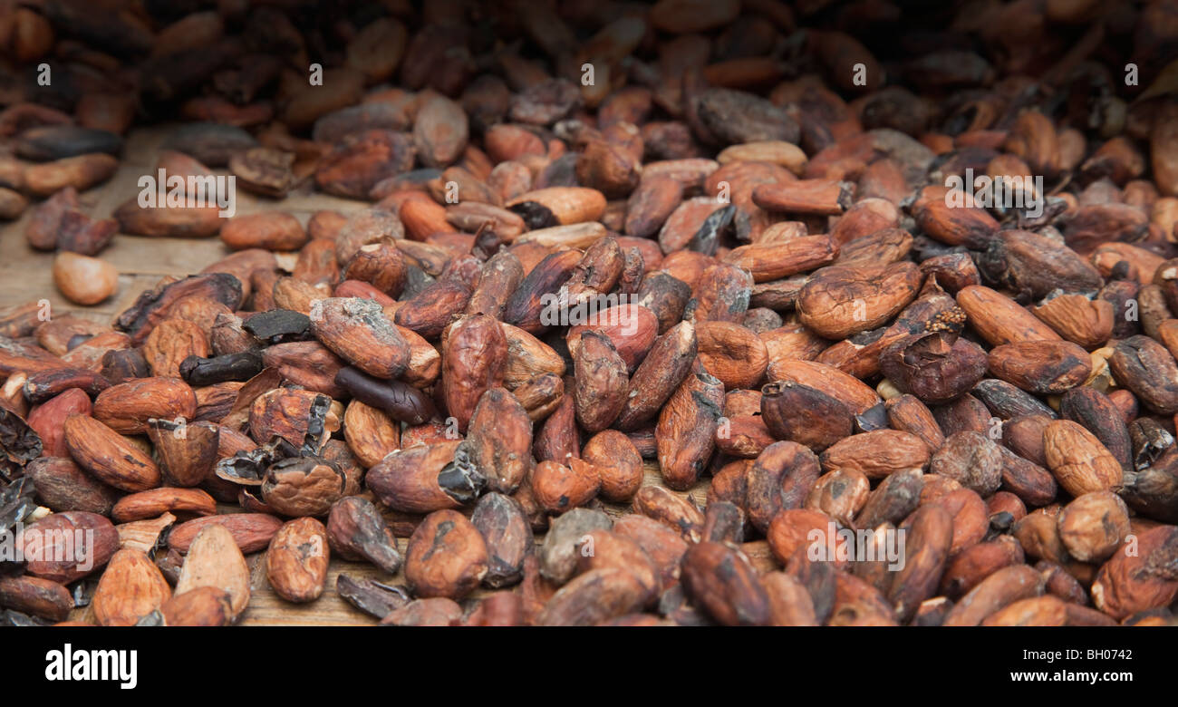 Cocoa beans drying Stock Photo - Alamy