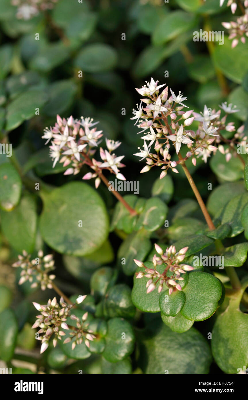 Fairy crassula (Crassula multicava Stock Photo - Alamy