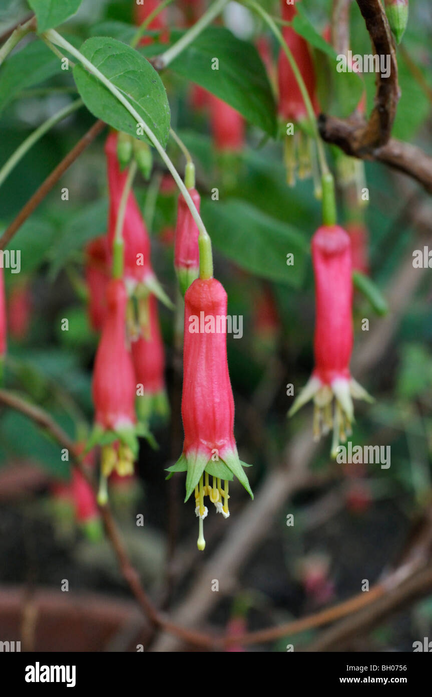 Fuchsia splendens hi-res stock photography and images - Alamy