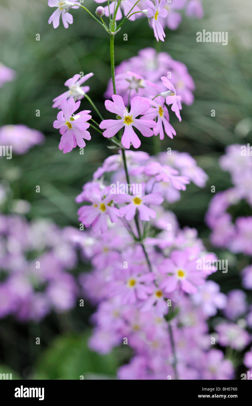 Fairy primrose primula malacoides hi-res stock photography and images ...