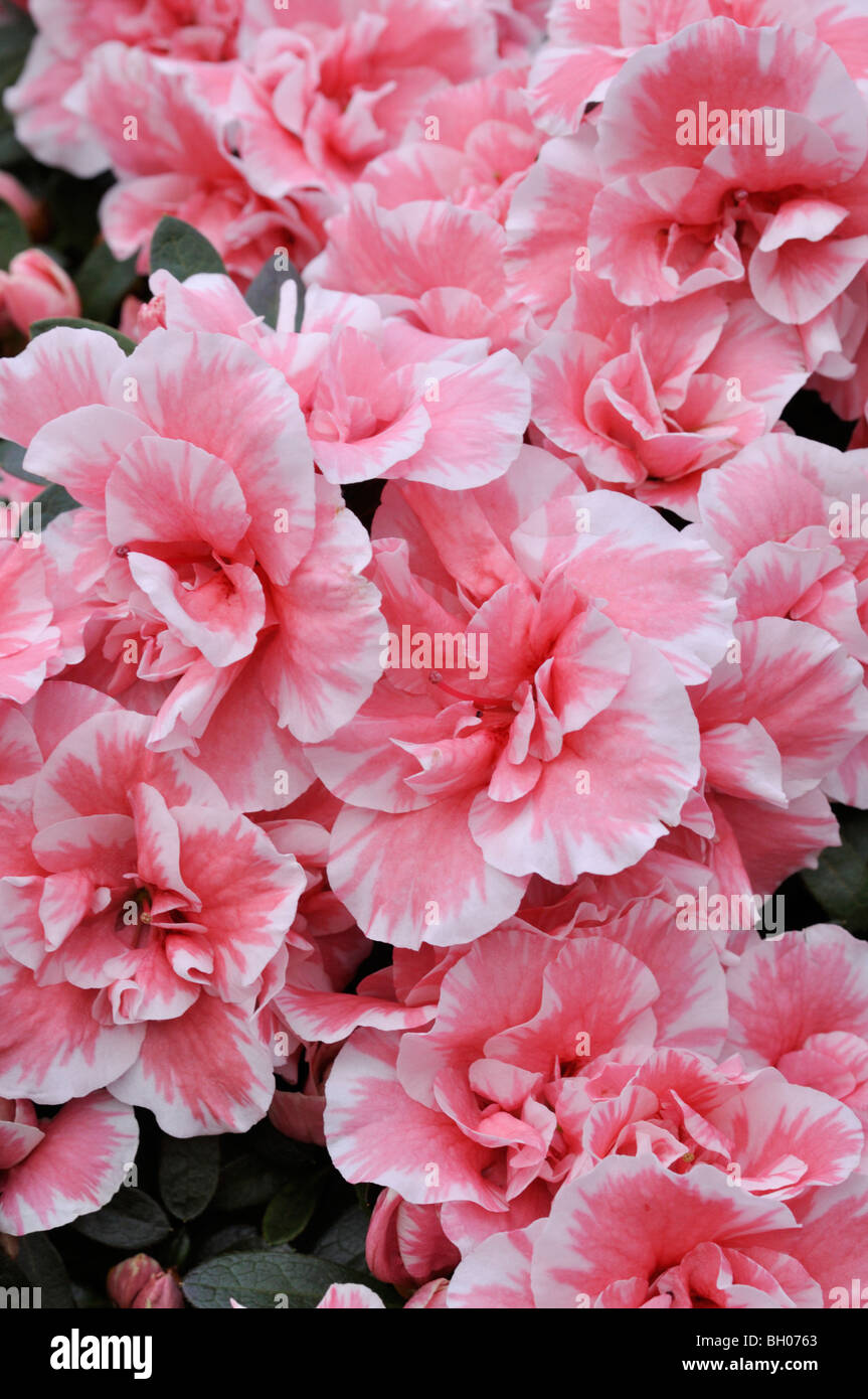 Indian azalea (Rhododendron simsii 'Doberlug' Stock Photo - Alamy