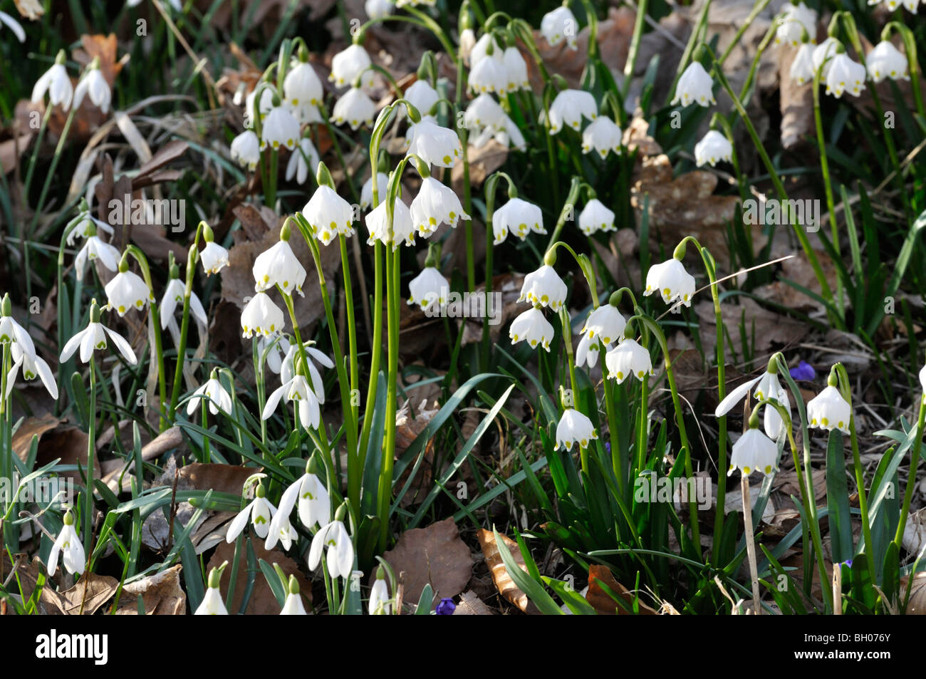 Spring snowflake (Leucojum vernum) and common snowdrop (Galanthus ...