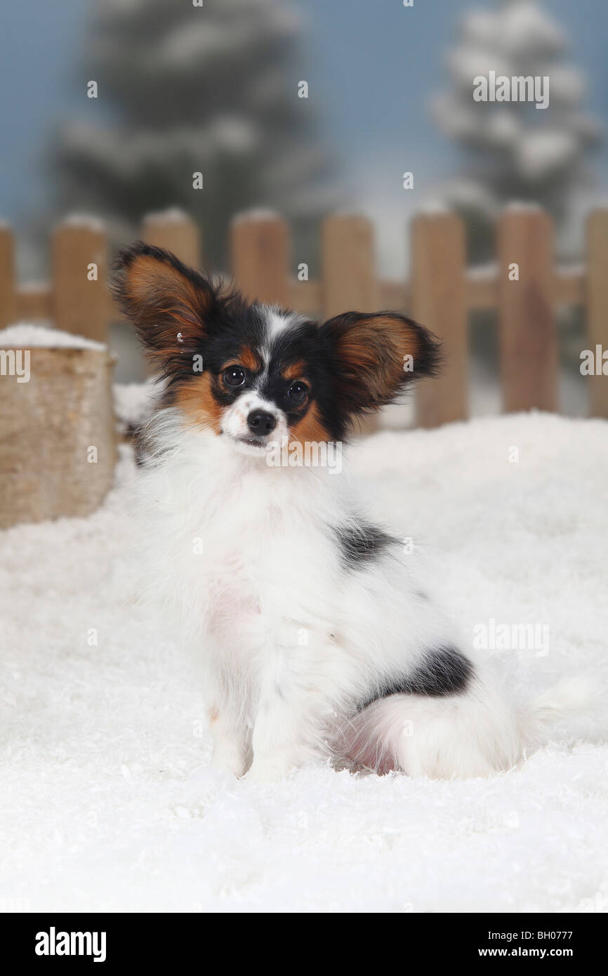 Papillon dog hi-res stock photography and images - Alamy
