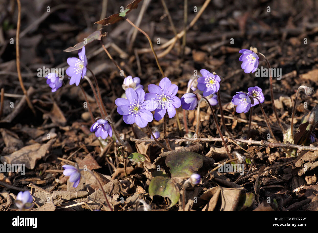 Liverworts liverleaf hi-res stock photography and images - Alamy