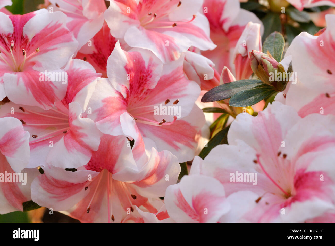 Indian azalea (Rhododendron simsii 'Nancy Mary' Stock Photo - Alamy