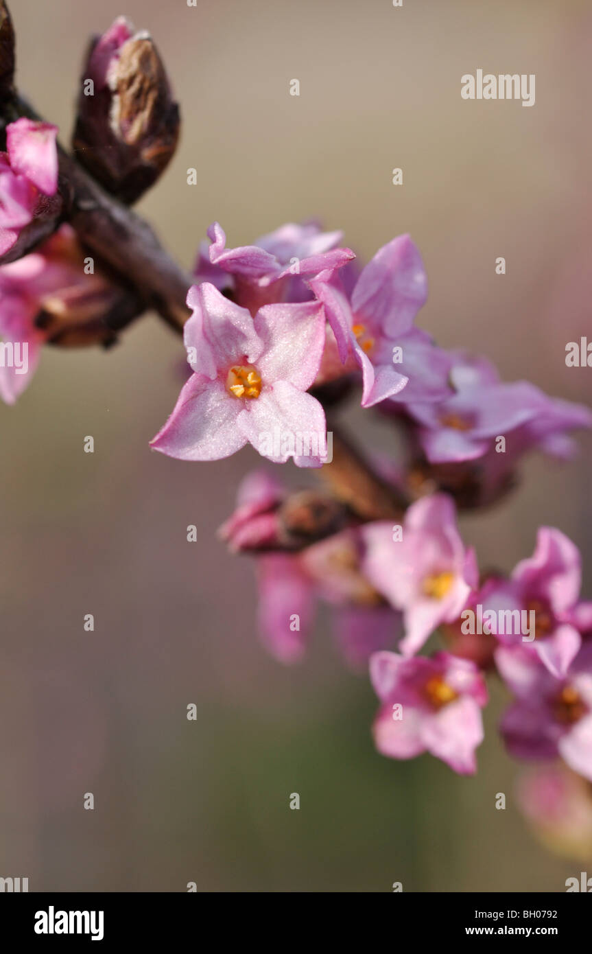 February daphne (Daphne mezereum Stock Photo - Alamy February daphne (Daphne mezereum Stock Photo - Alamy
