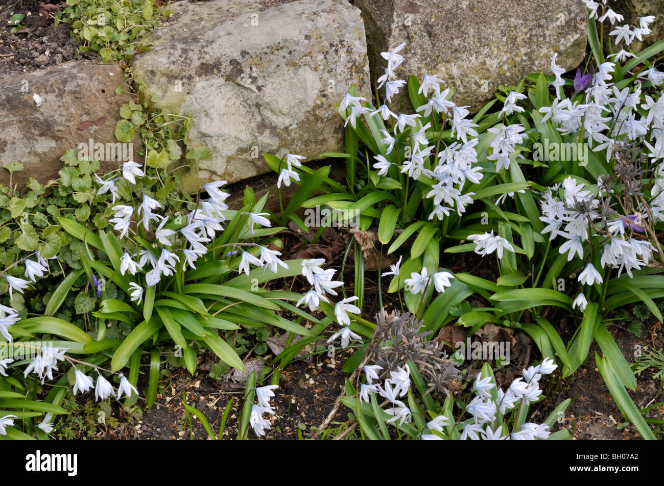 White squill scilla hi-res stock photography and images - Alamy