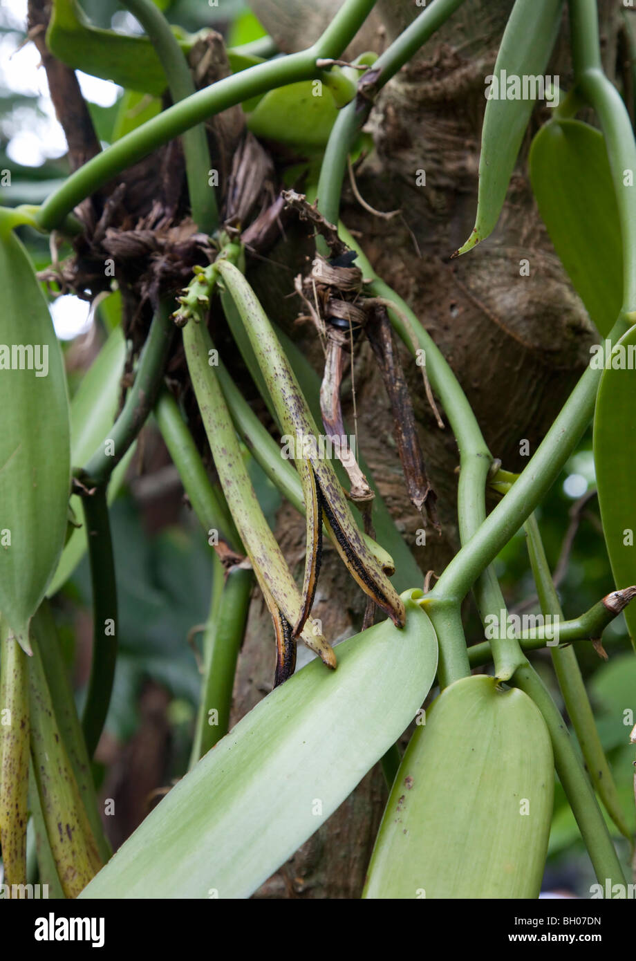 Vanilla pods hanging on the wild orchid Stock Photo - Alamy