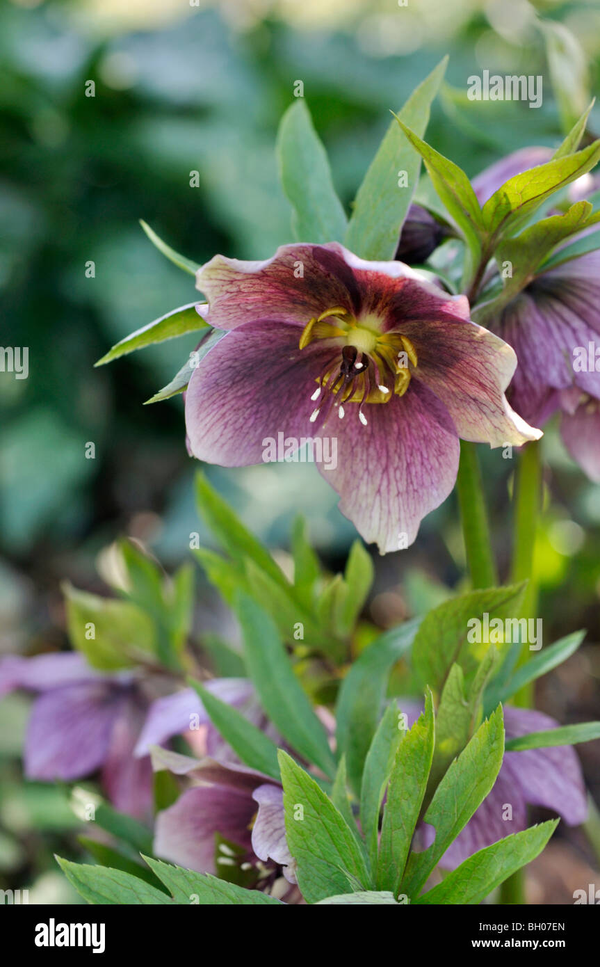 Hellebore flowering hi-res stock photography and images - Alamy