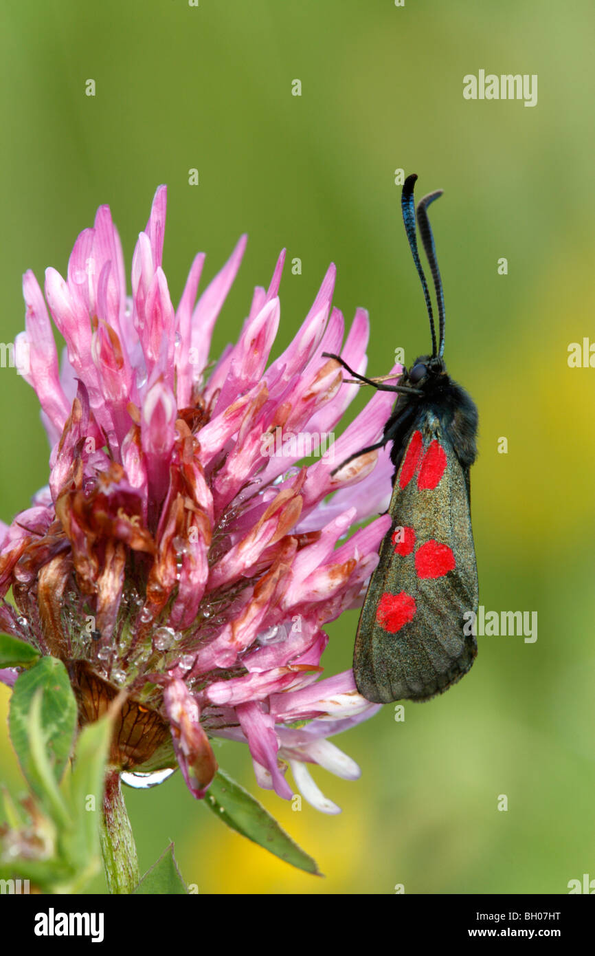 Five spot burnet moth hi-res stock photography and images - Alamy