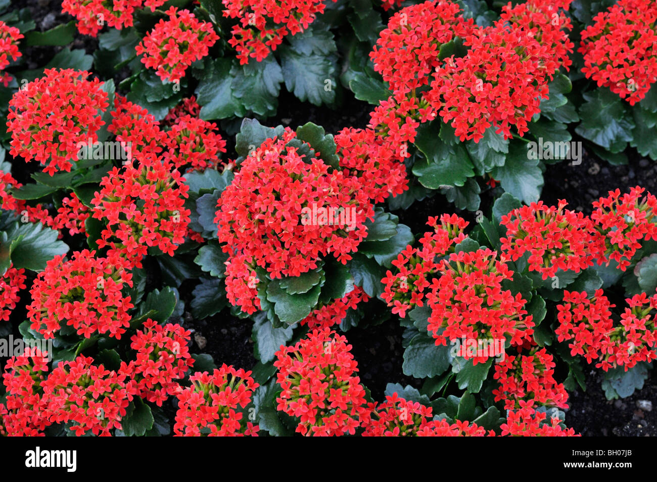 Flaming katy plant hi-res stock photography and images - Alamy