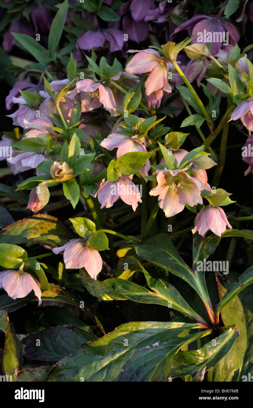 Hellebores flora hi-res stock photography and images - Alamy