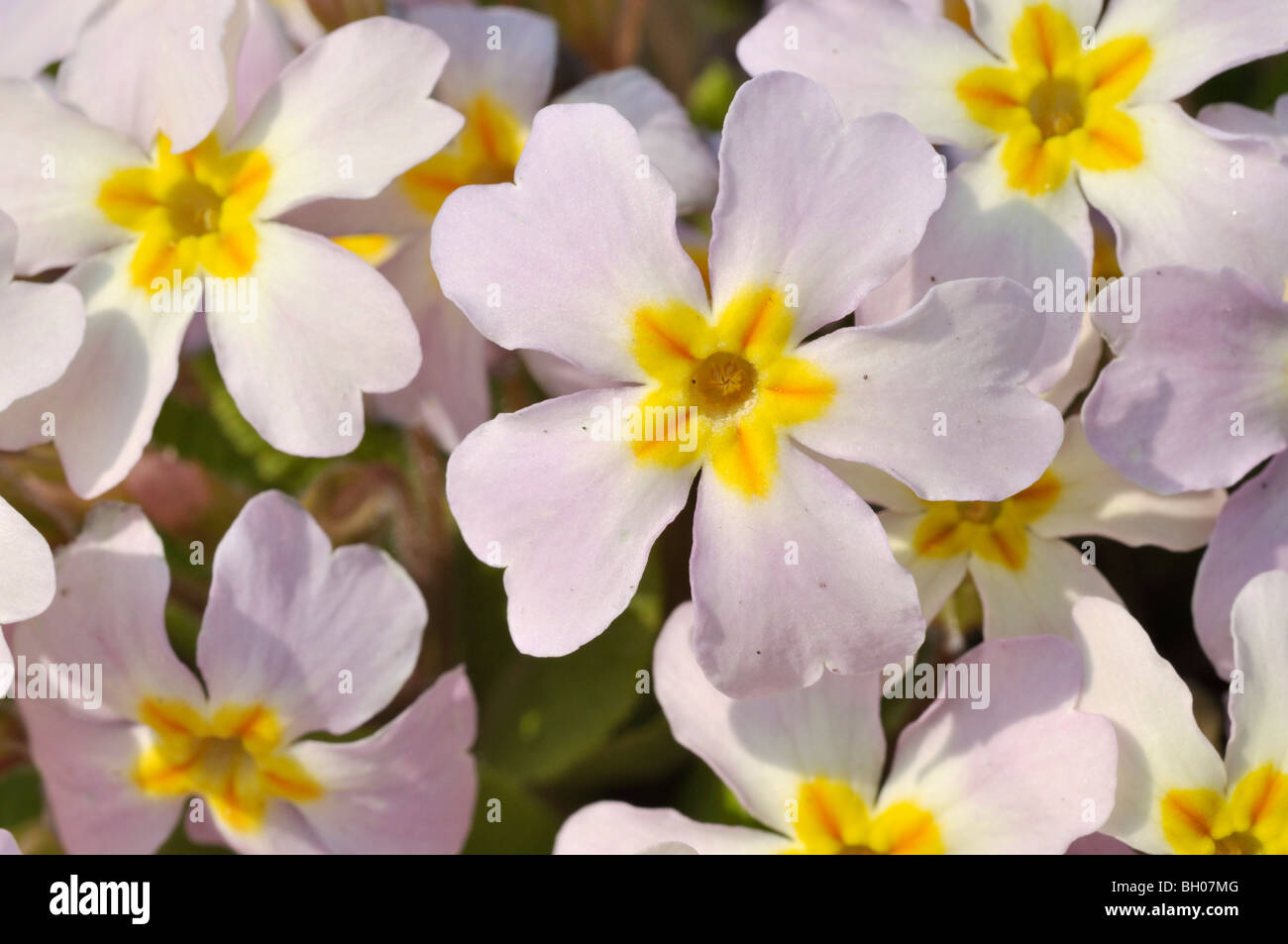Comon primrose (Primula vulgaris subsp. sibthorpii Stock Photo - Alamy