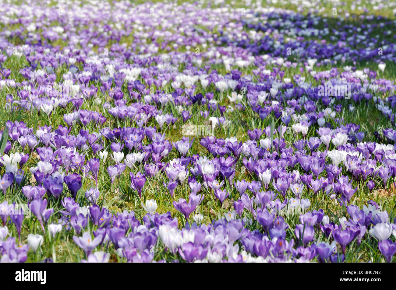 Dutch crocus (Crocus vernus Stock Photo - Alamy
