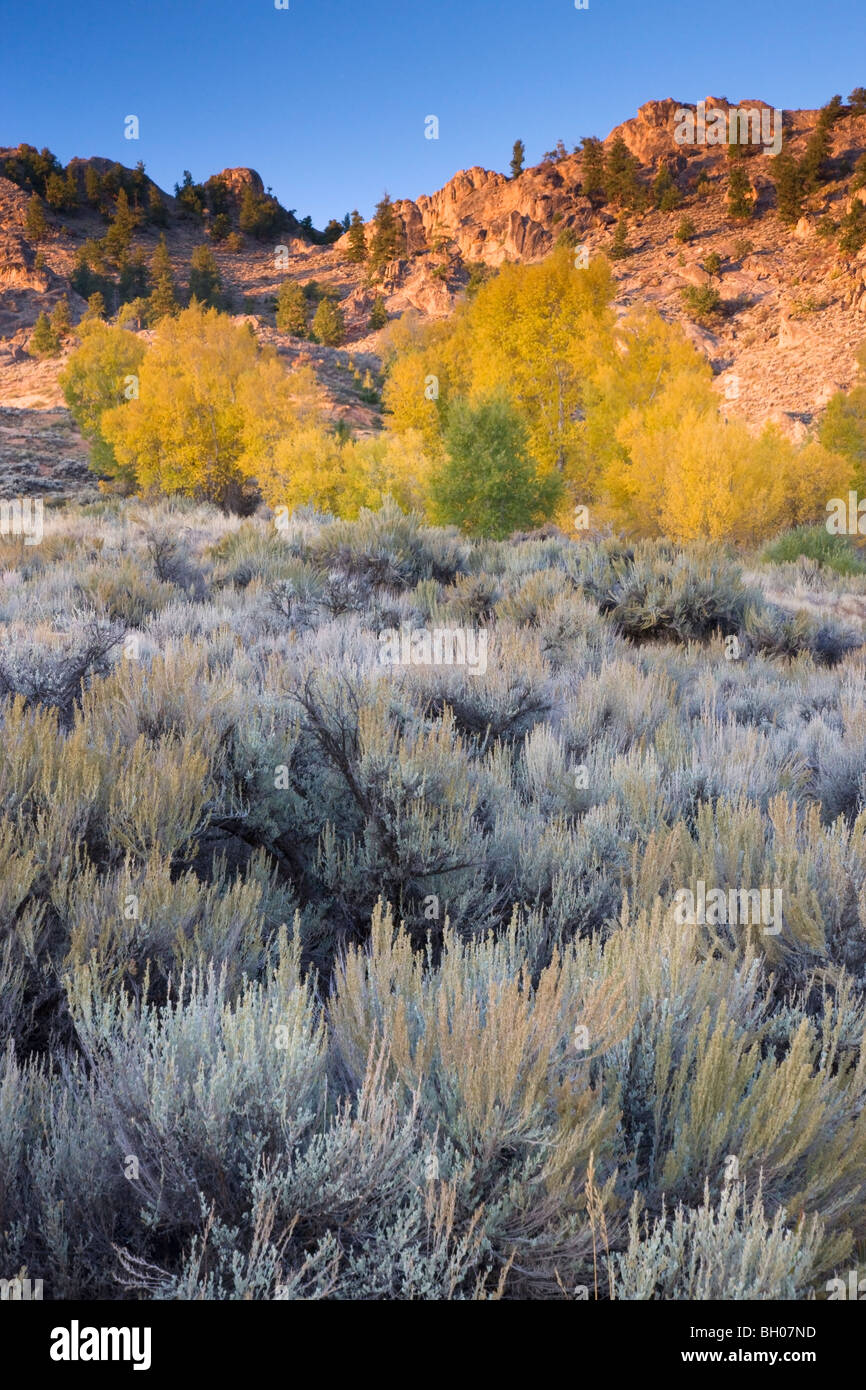 Hartman Rocks Recreation Area trails, Gunnison, Colorado Stock Photo ...