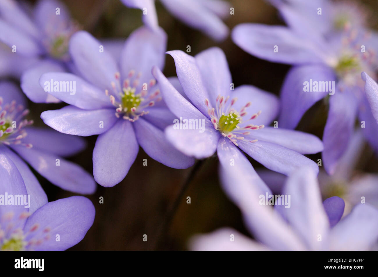 Liverwort (Hepatica nobilis Stock Photo - Alamy