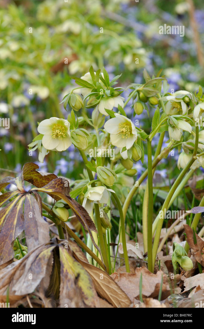 Helleborus hi-res stock photography and images - Alamy
