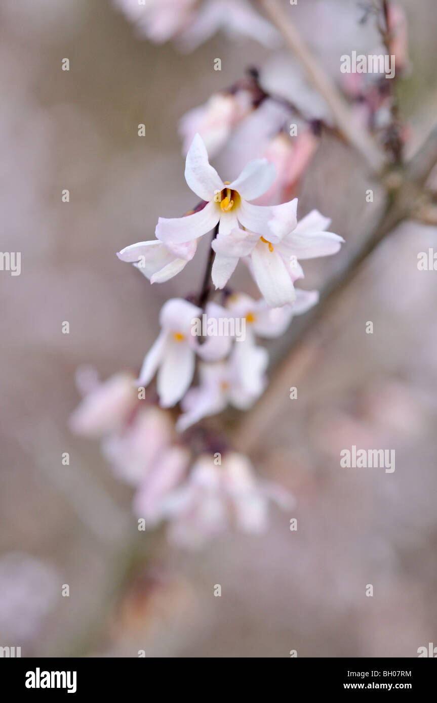 White forsythia (Abeliophyllum distichum Stock Photo - Alamy