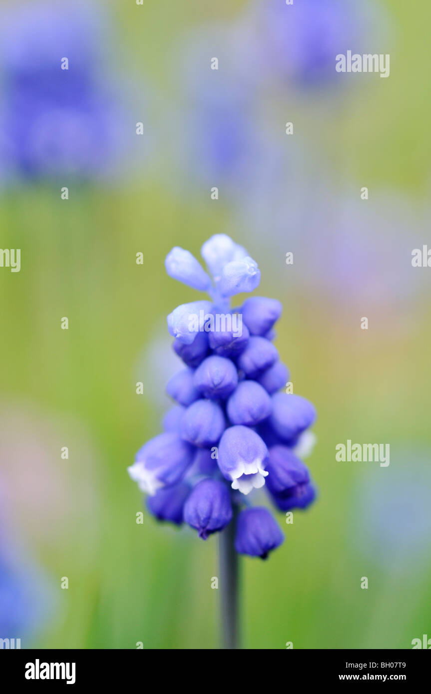 Common grape hyacinth (Muscari neglectum Stock Photo - Alamy