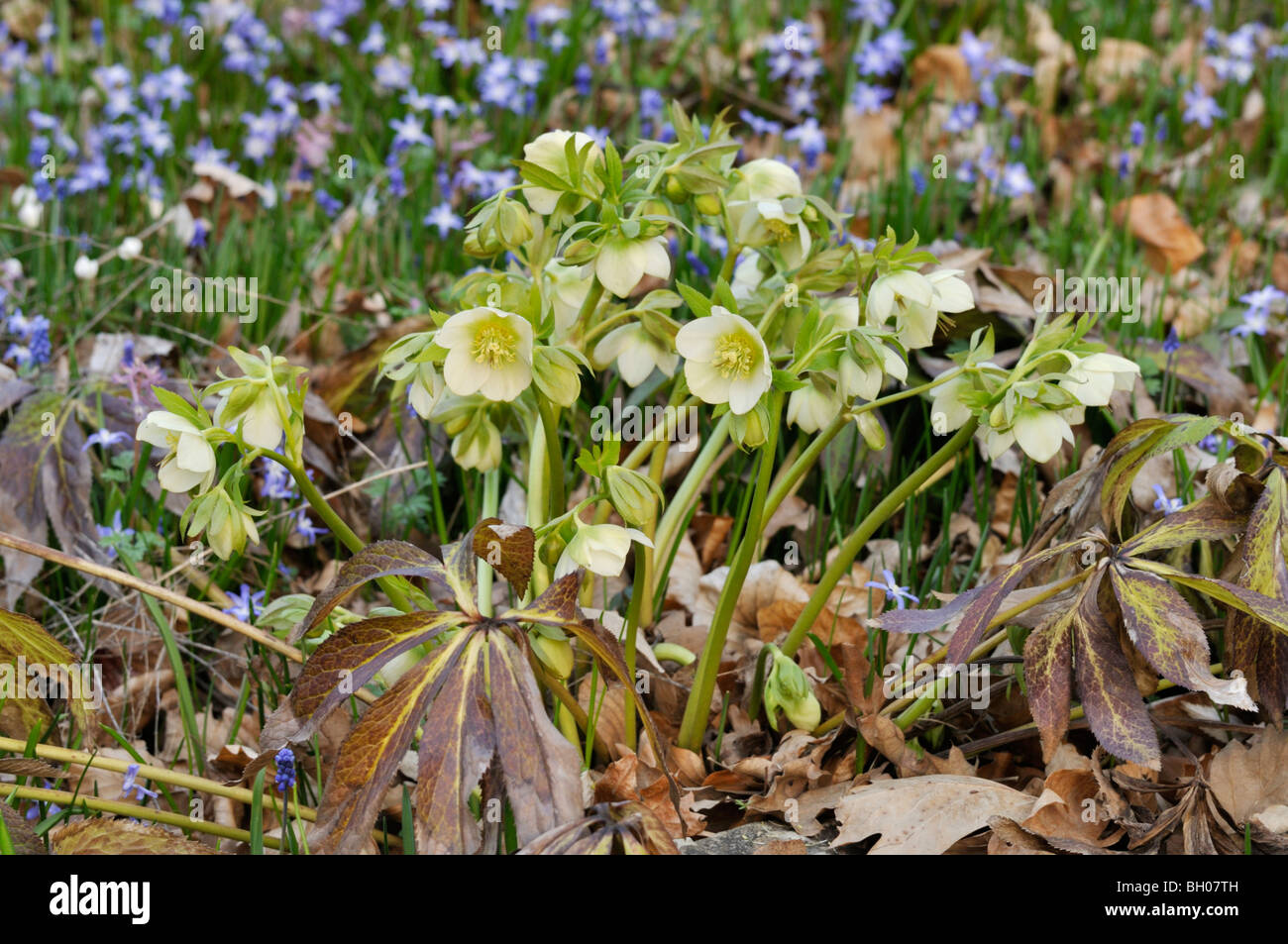 Fragrant hellebore (Helleborus odorus Stock Photo - Alamy