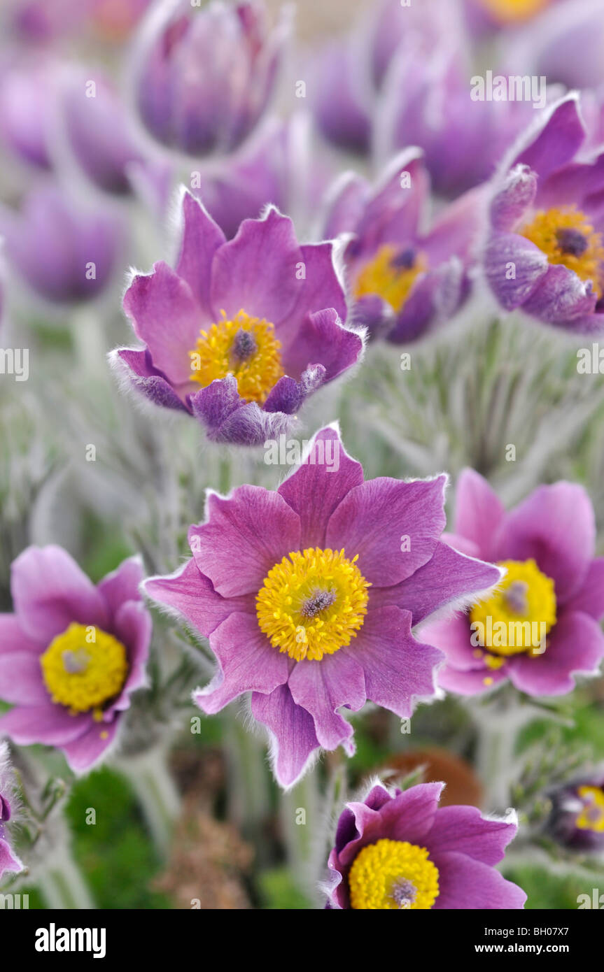 Pulsatilla vulgaris hi-res stock photography and images - Alamy