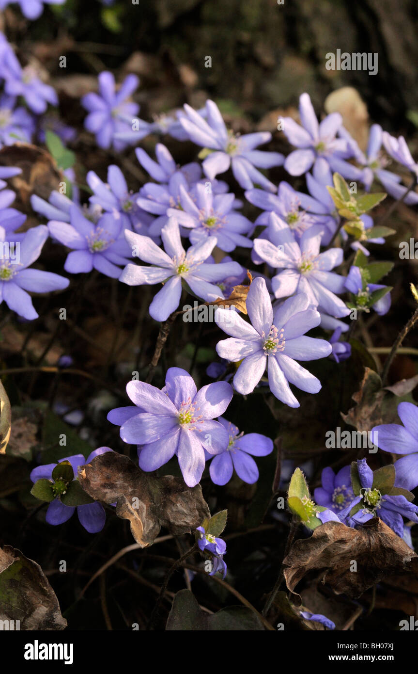 Liverworts hepatica nobilis hi-res stock photography and images - Alamy