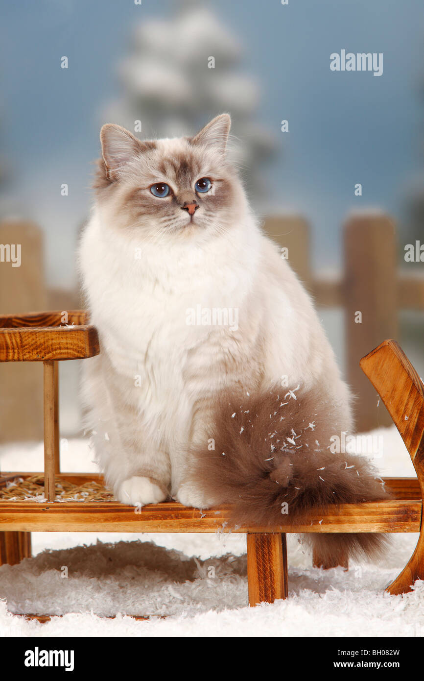 Sacred Cat of Birma, blue-tabby-point / Birman Stock Photo - Alamy