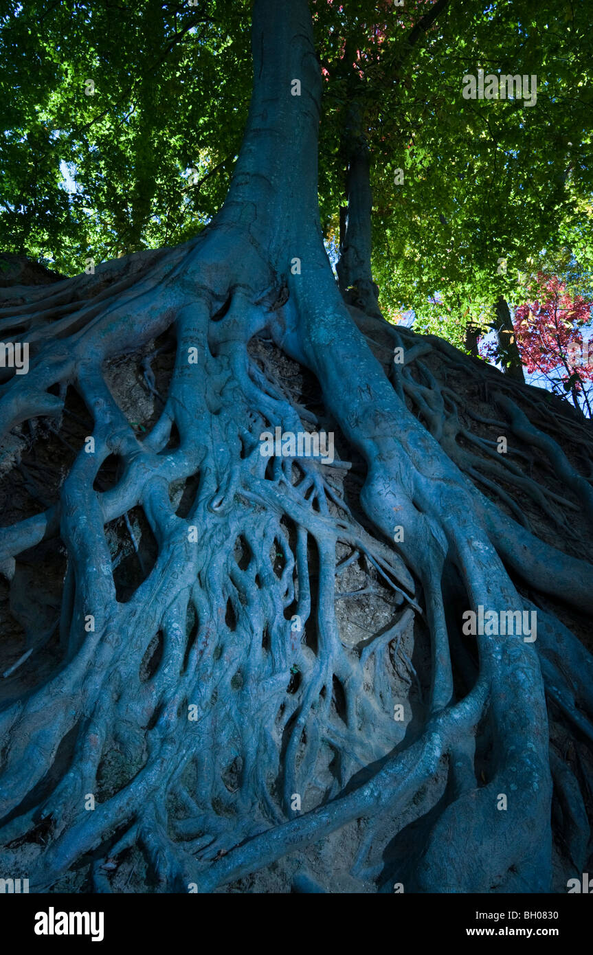 exposed tree roots in Falls Park Stock Photo - Alamy