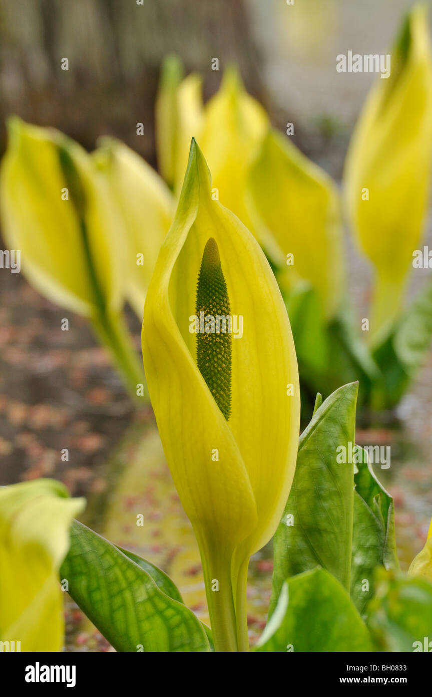 Yellow skunk cabbage (Lysichiton americanus Stock Photo - Alamy