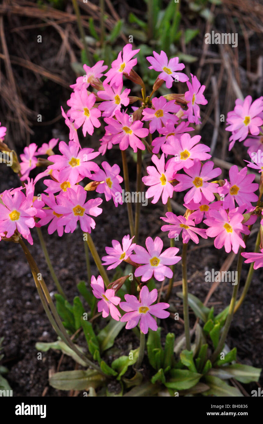 Himalayan meadow primrose (Primula rosea Stock Photo - Alamy
