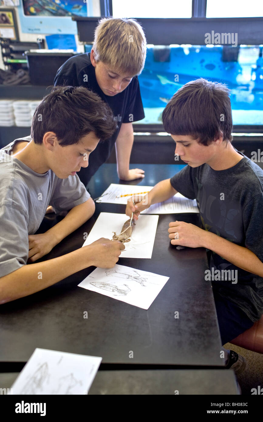 Science school dissection hi-res stock photography and images - Alamy