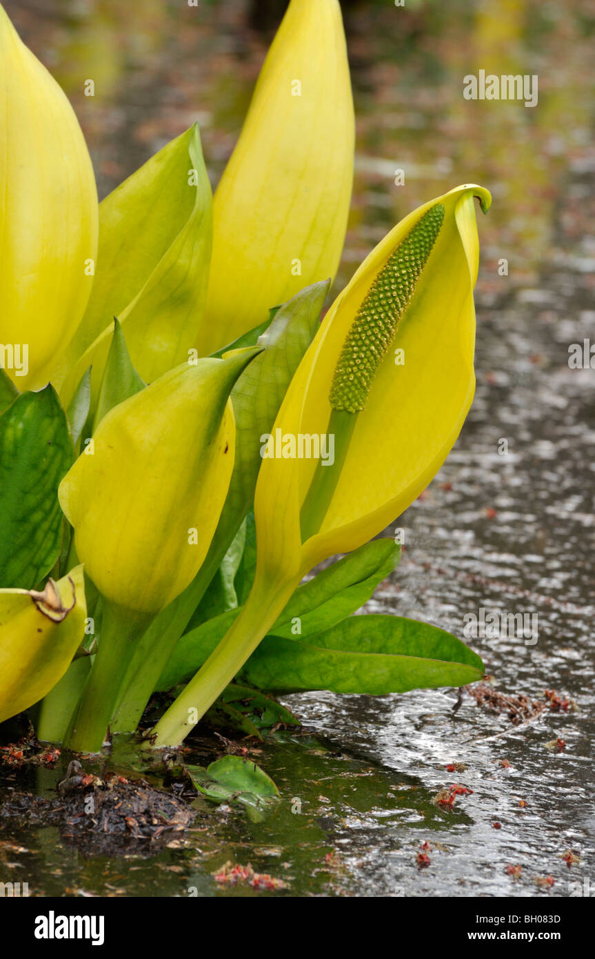 Yellow skunk cabbage (Lysichiton americanus Stock Photo - Alamy