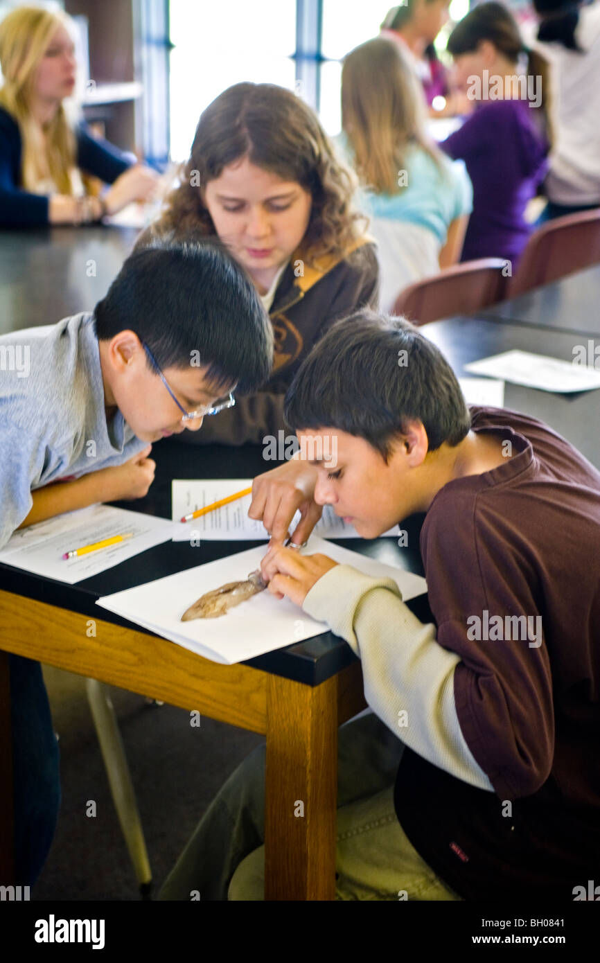 Three middle school students collaborate on the day's science class ...